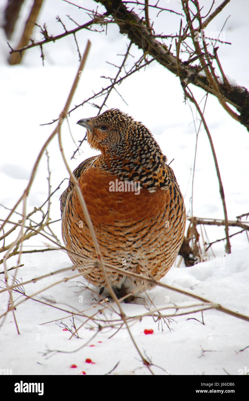 bird wild birds chicken wood grouse hen forest chicken wood grouse hen ...