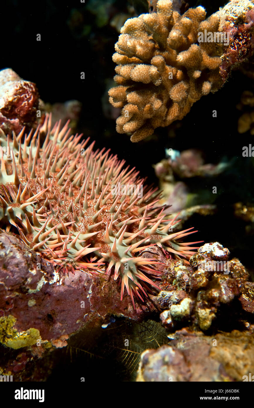 blue fish underwater tropical starfish salt water sea ocean water ...