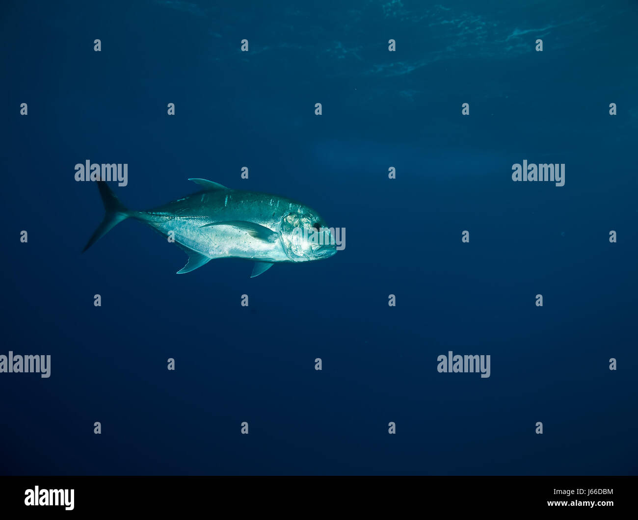 giant fish underwater tropical salt water sea ocean water blue liquid ...