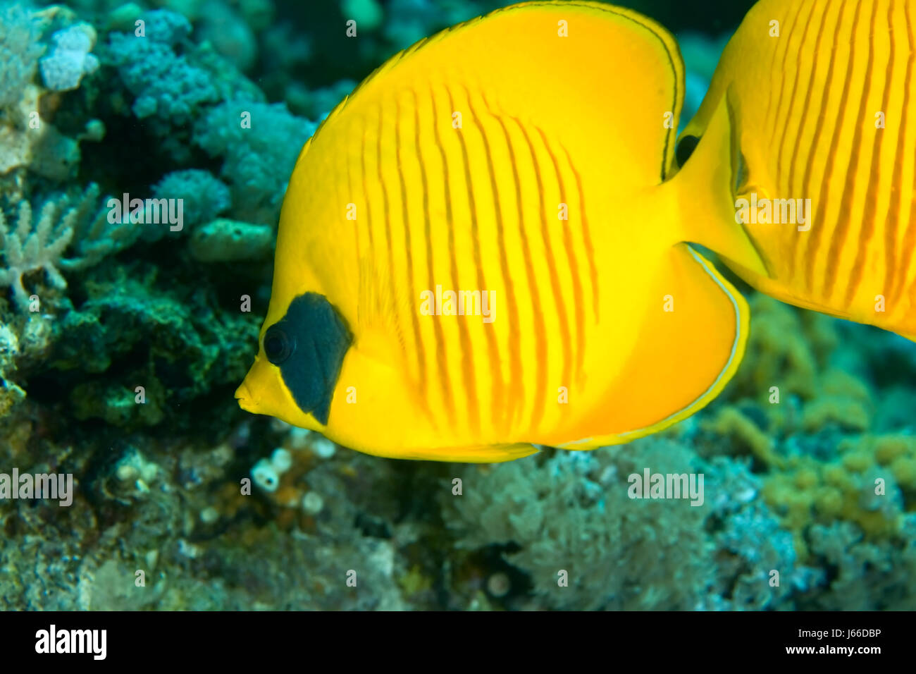 blue fish underwater tropical salt water sea ocean water blue liquid ...