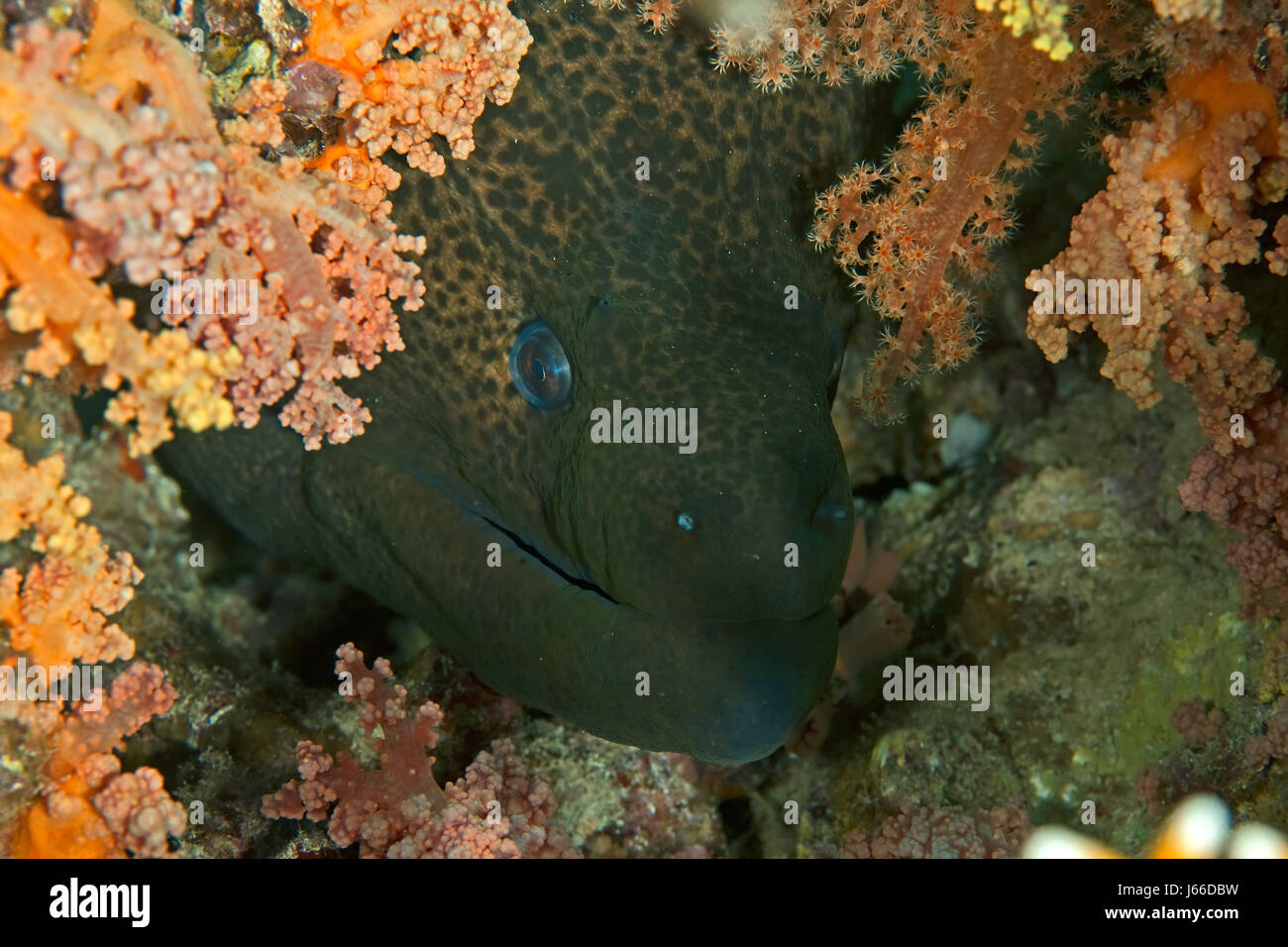 blue fish underwater tropical salt water sea ocean water nature blue ...