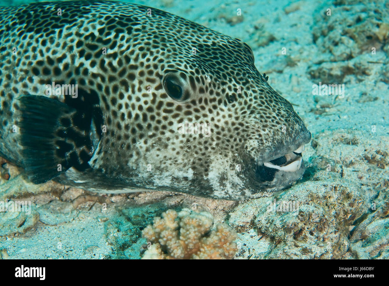 blue fish underwater tropical salt water sea ocean water nature blue ...