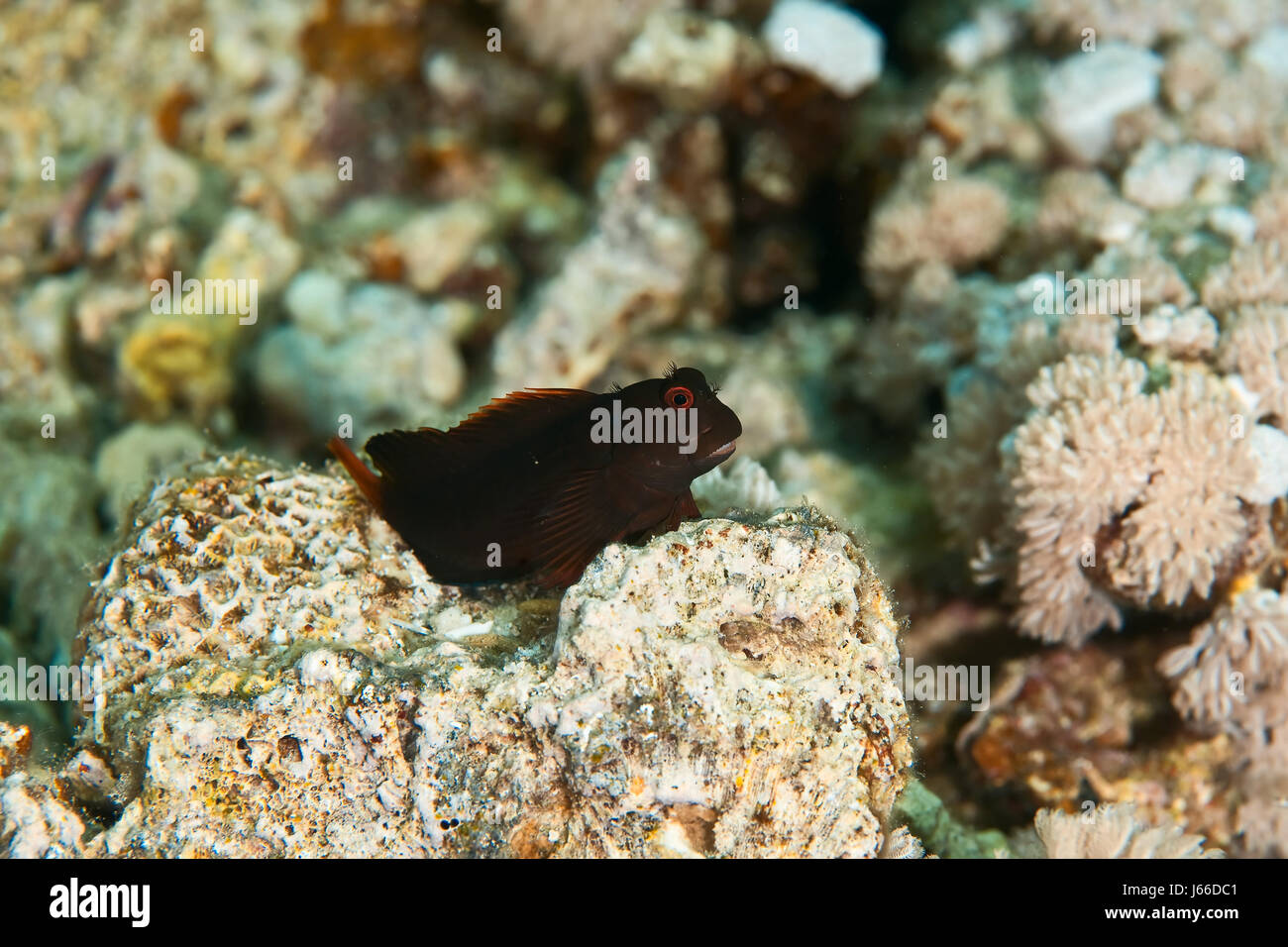 blue fish underwater tropical salt water sea ocean water nature blue ...