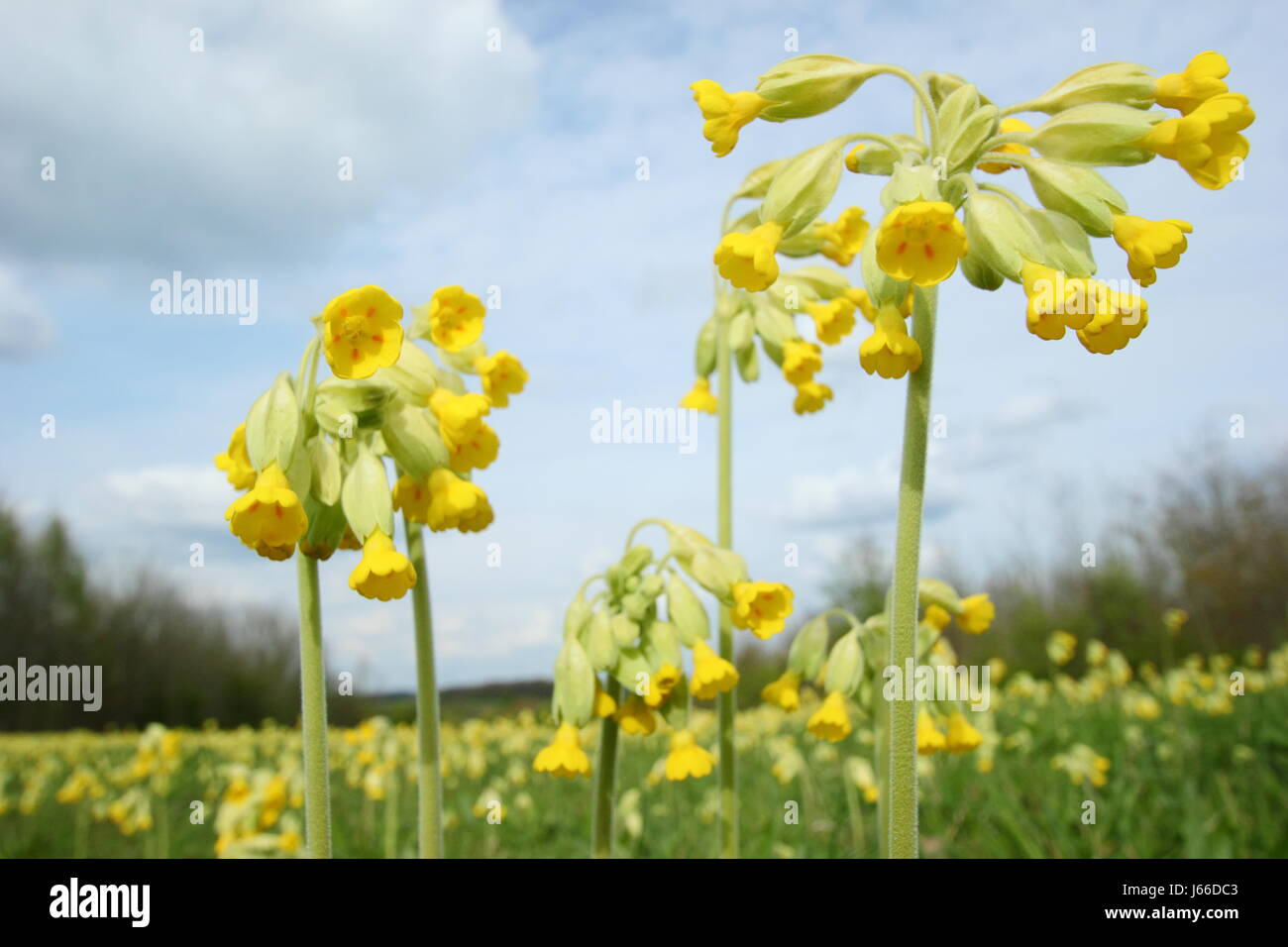 English meadow flowers hi-res stock photography and images - Alamy