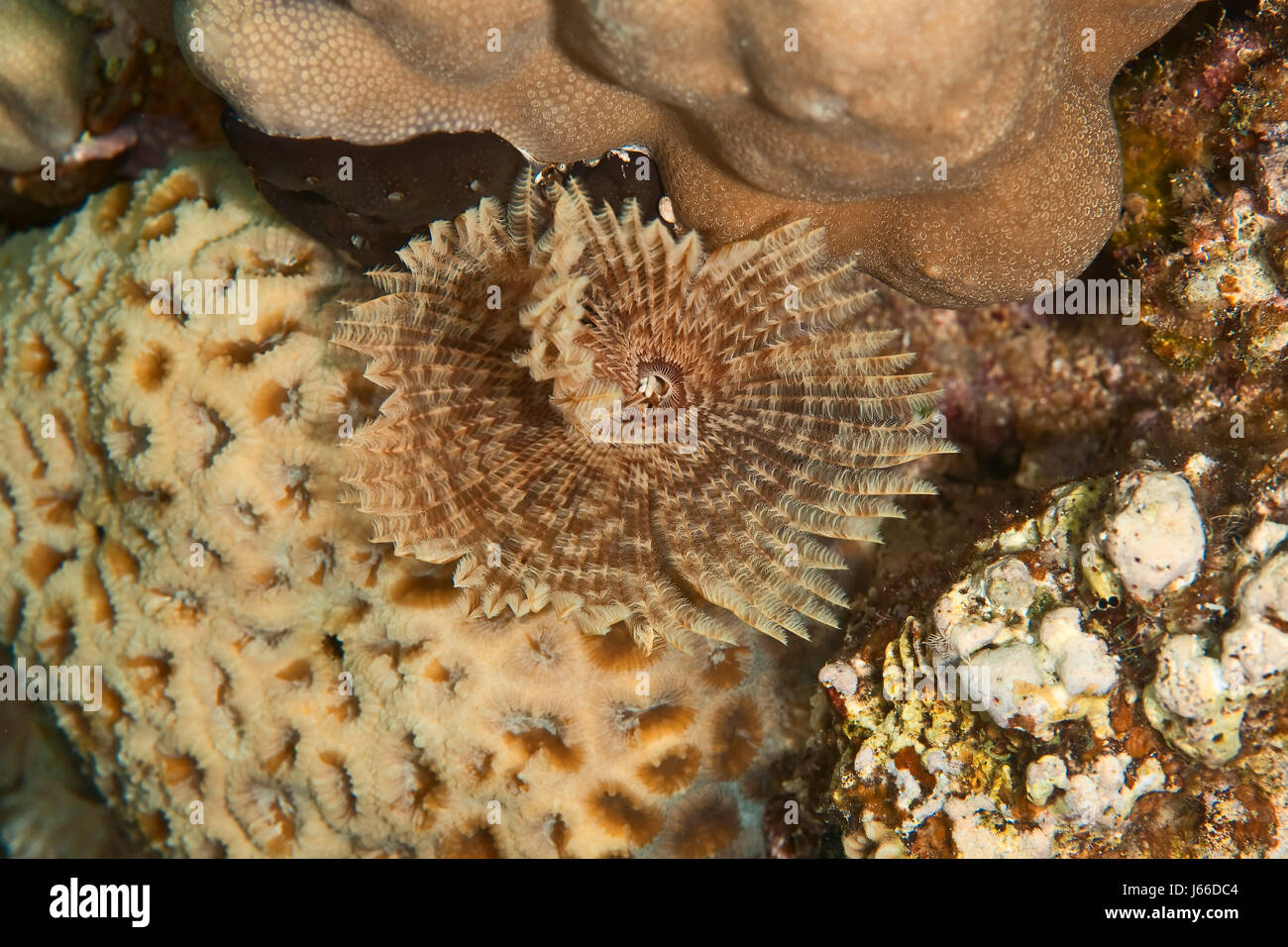 blue fish underwater tropical salt water sea ocean water worm nature ...