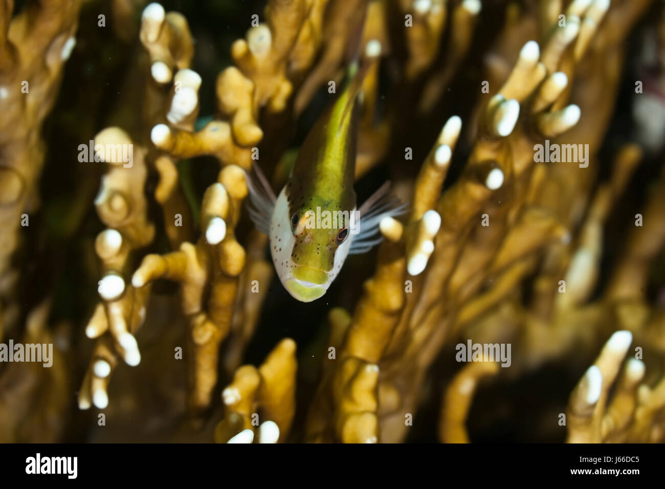 blue fish underwater tropical salt water sea ocean water nature blue ...