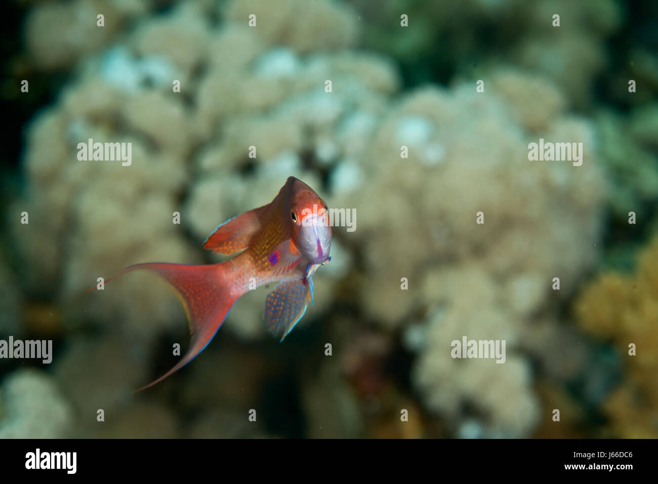 blue fish underwater tropical salt water sea ocean water nature blue ...