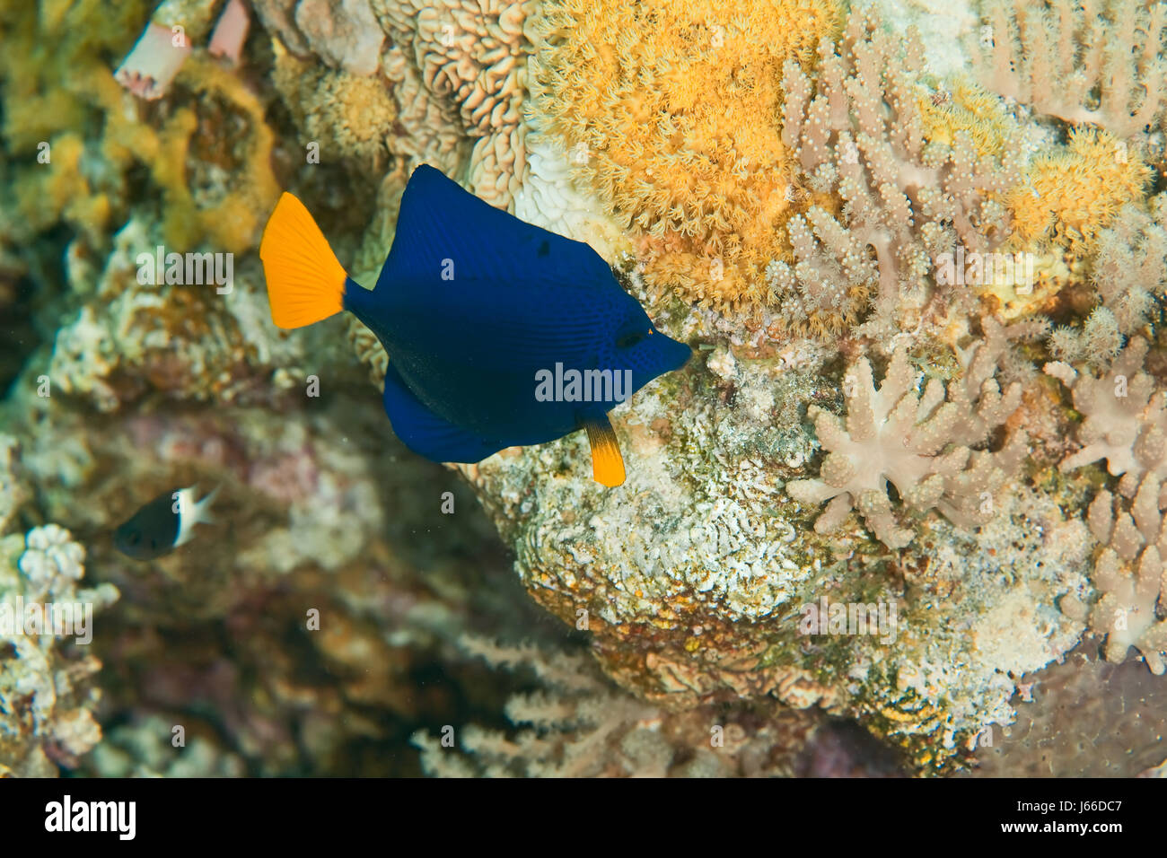 blue fish underwater tropical salt water sea ocean water nature blue ...