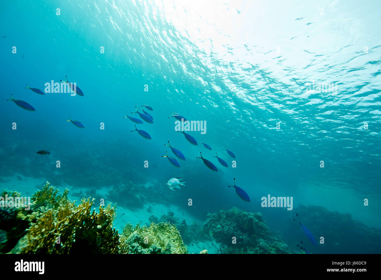 blue animal fish underwater tropical salt water sea ocean water nature ...