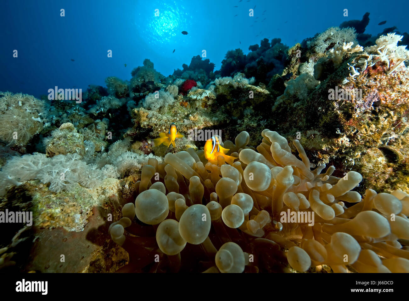 fish underwater tropical nemo anemone salt water sea ocean water bubble ...
