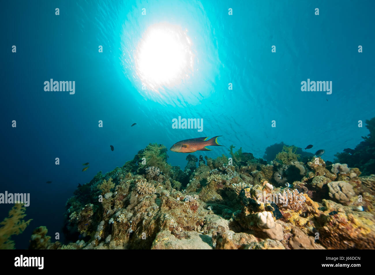 underwater tropical reef salt water sea ocean water white animal fish ...