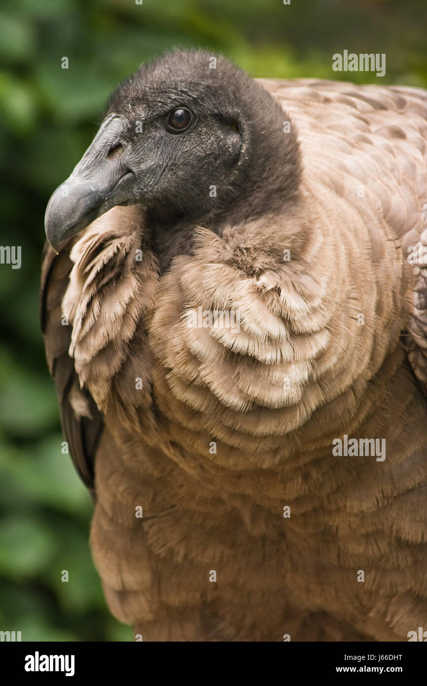 Condor eyes hi-res stock photography and images - Alamy