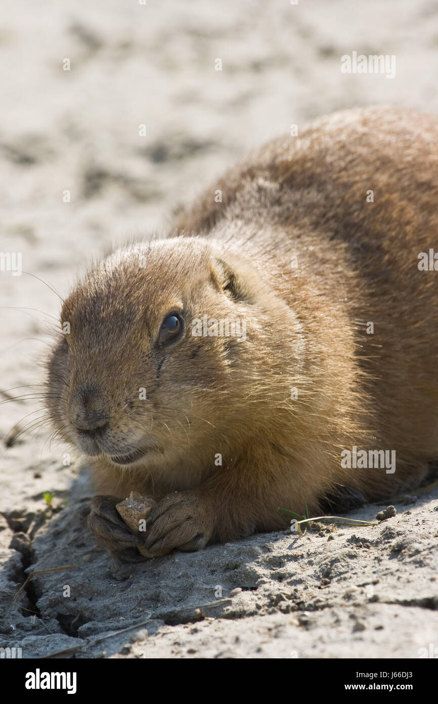 animal mammal animals rodent mammals animal mammal brown brownish ...
