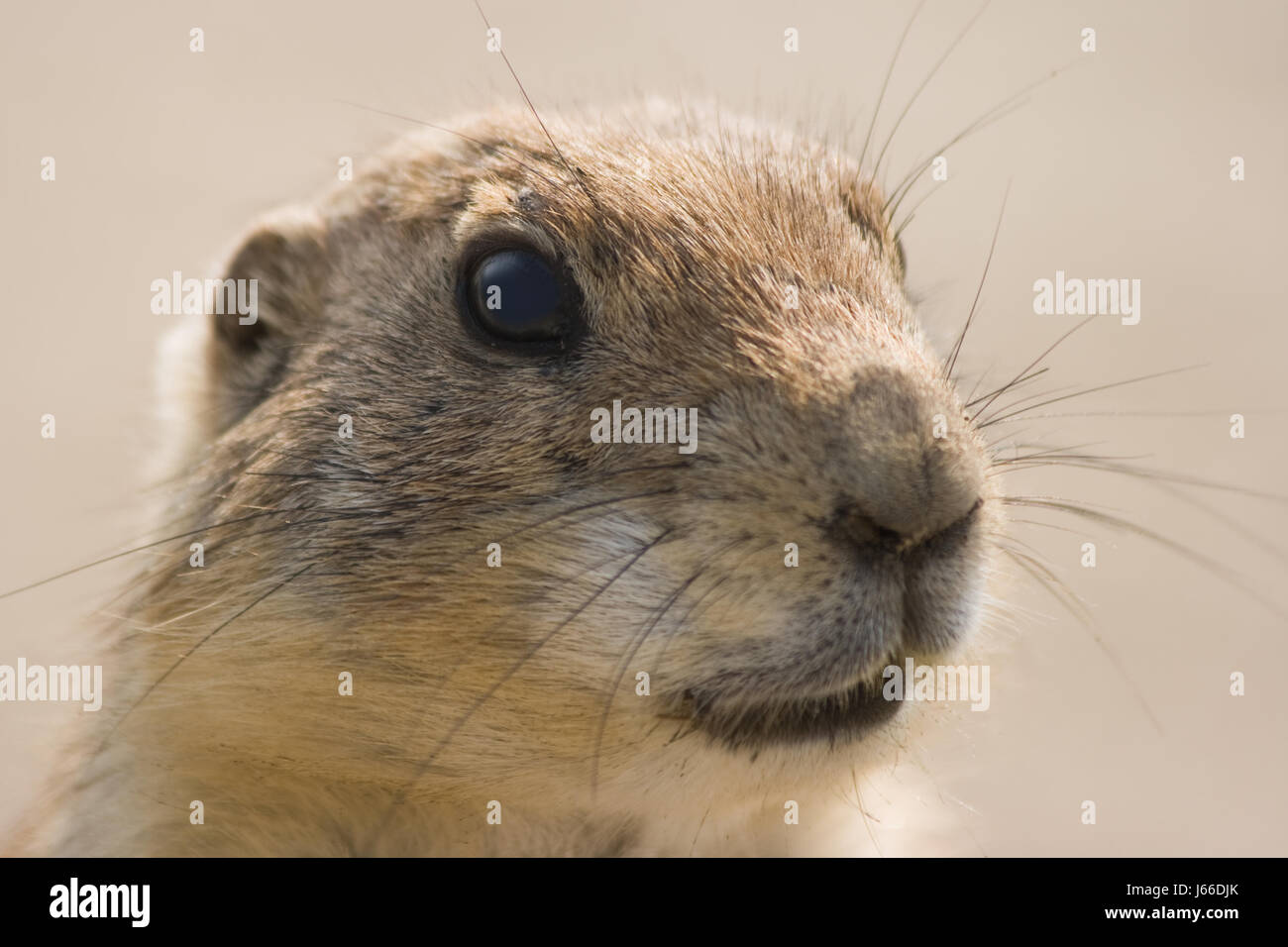 animal mammal animals rodent mammals animal mammal brown brownish ...
