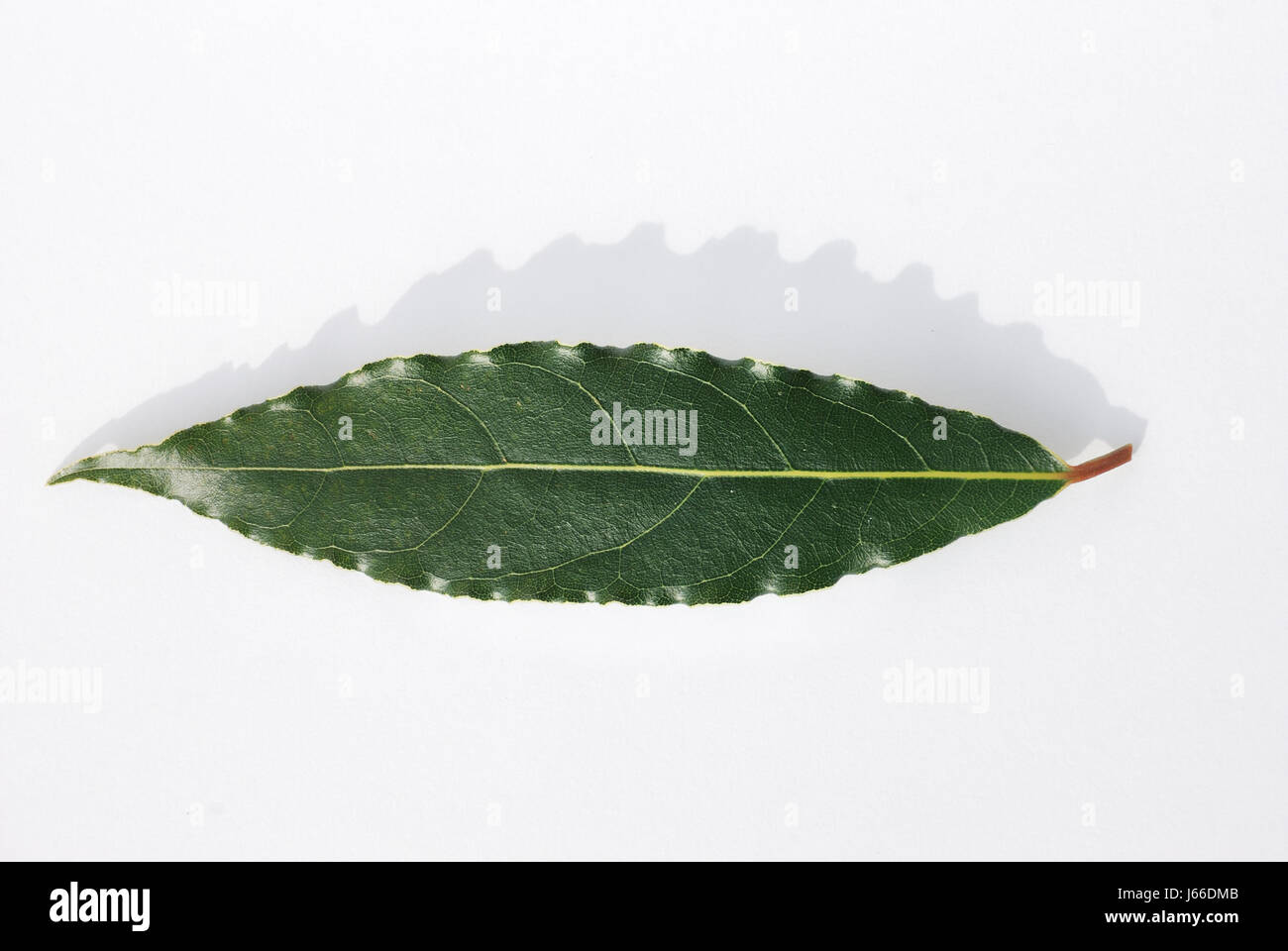 aromatic boil cooks boiling cooking vegetation leaf macro close-up ...
