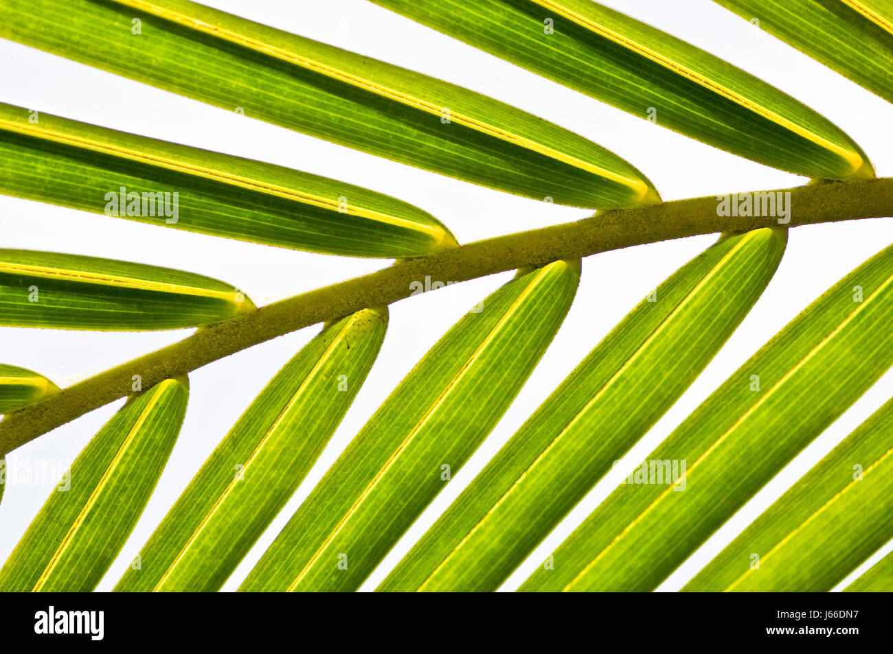 palm tree,structure,plant,leaf,green,branch,stalk,palm tree,plant ...