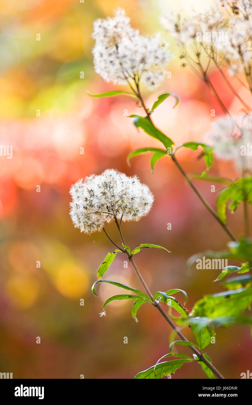 leaves season red yellow foliage nature fall autumn blue leaf colour ...