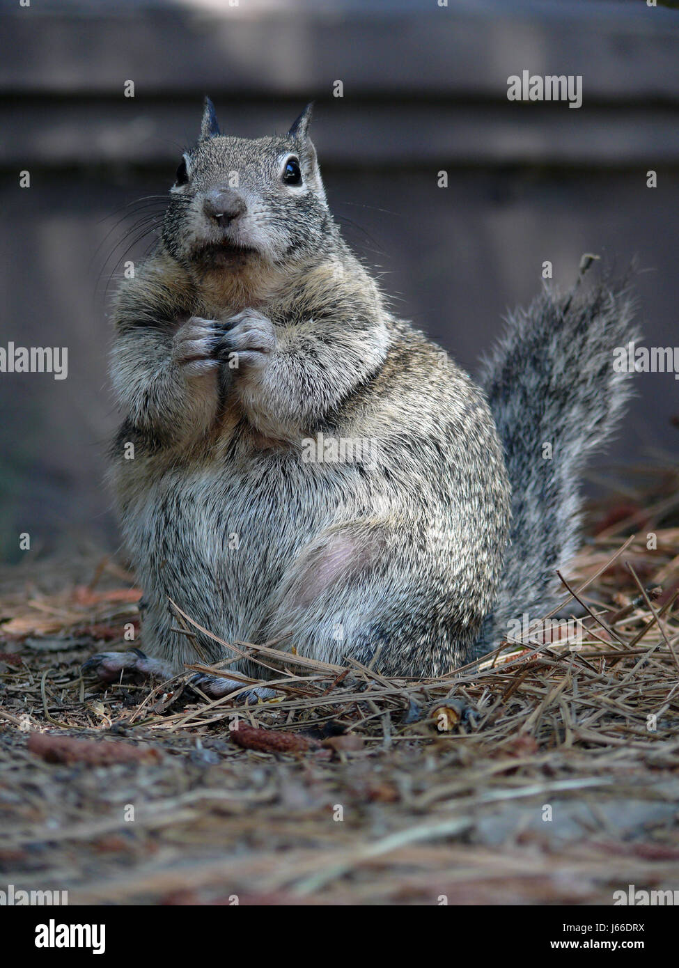 Praying paws hi-res stock photography and images - Alamy