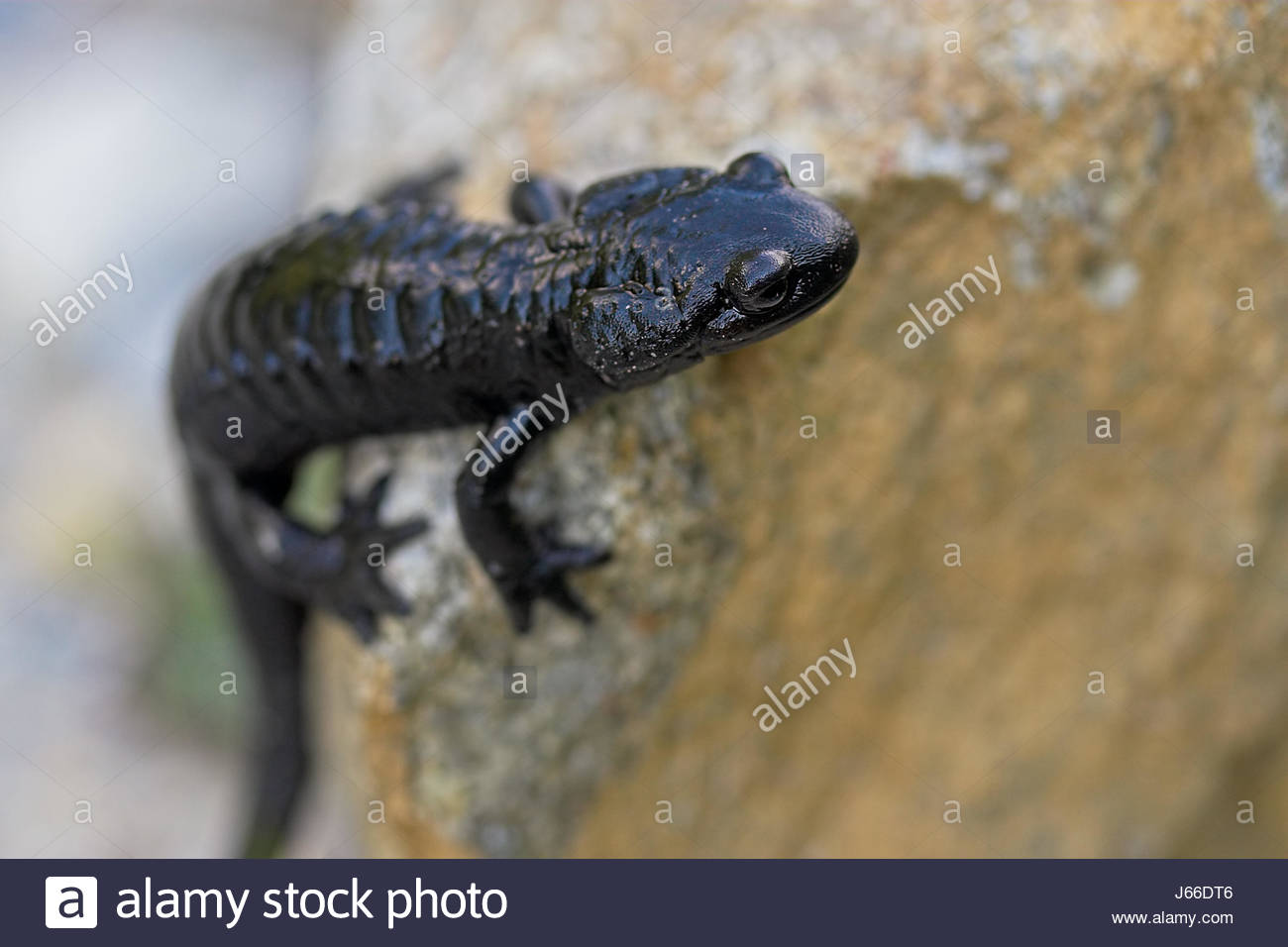 Alpensalamander Stock Photos & Alpensalamander Stock Images - Alamy
