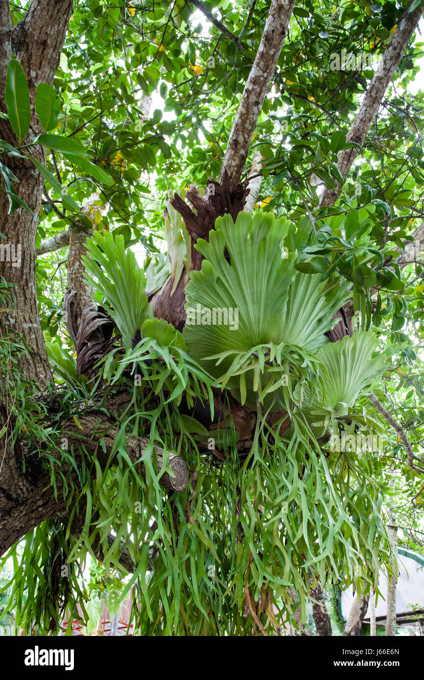 Platycerium is a genus of about 18 fern species in the polypod family ...