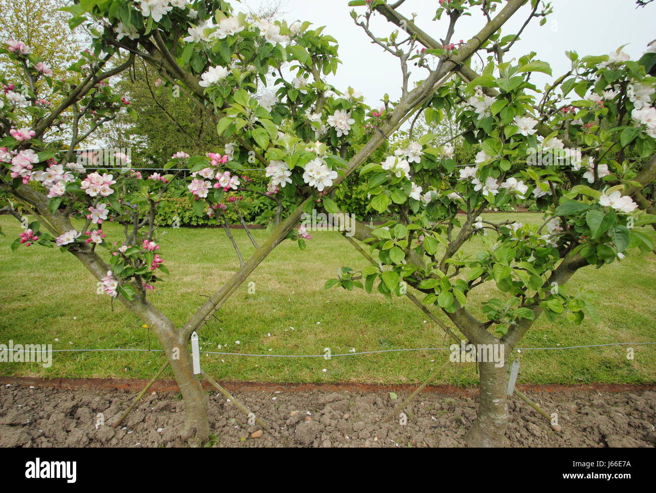 Belgian fence espalier hi-res stock photography and images - Alamy
