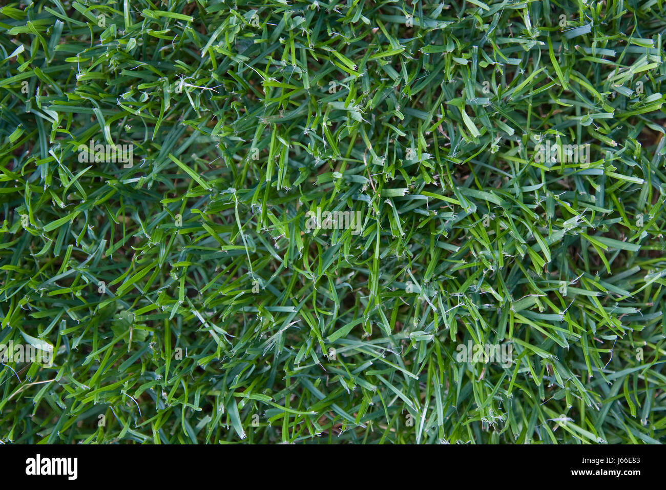 green topview blade meadow grass lawn backdrop background environment ...