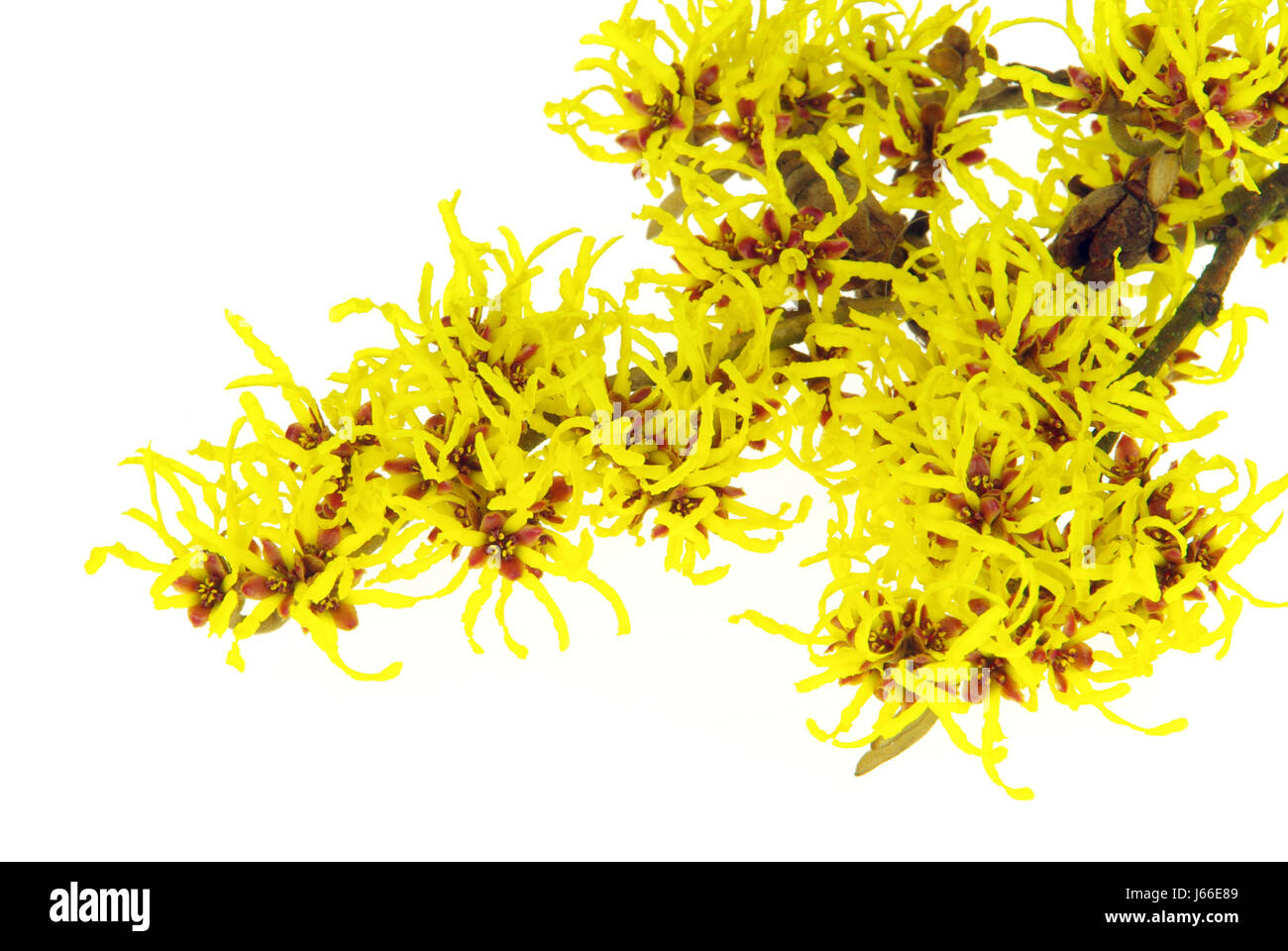 optional winter bloom blossom flourish flourishing yellow optional tree ...
