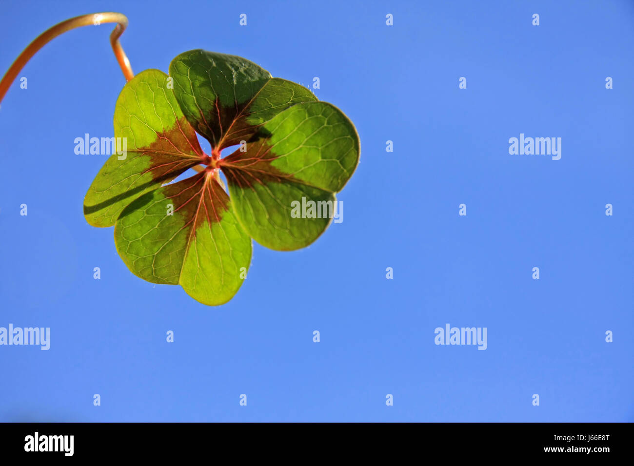 green leaves four stalk stem lucky luck plant blue colour green leaves ...
