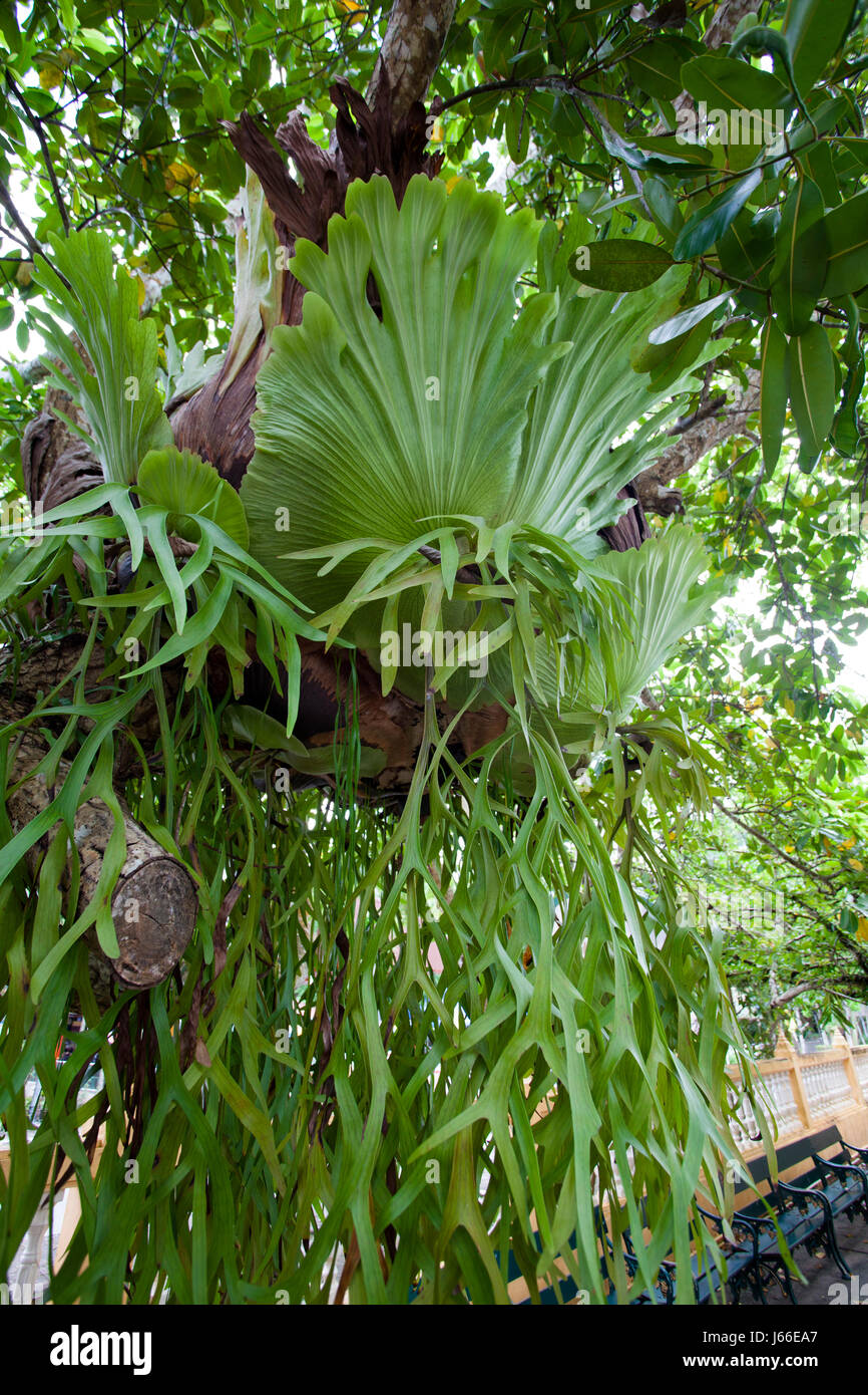 Platycerium is a genus of about 18 fern species in the polypod family ...