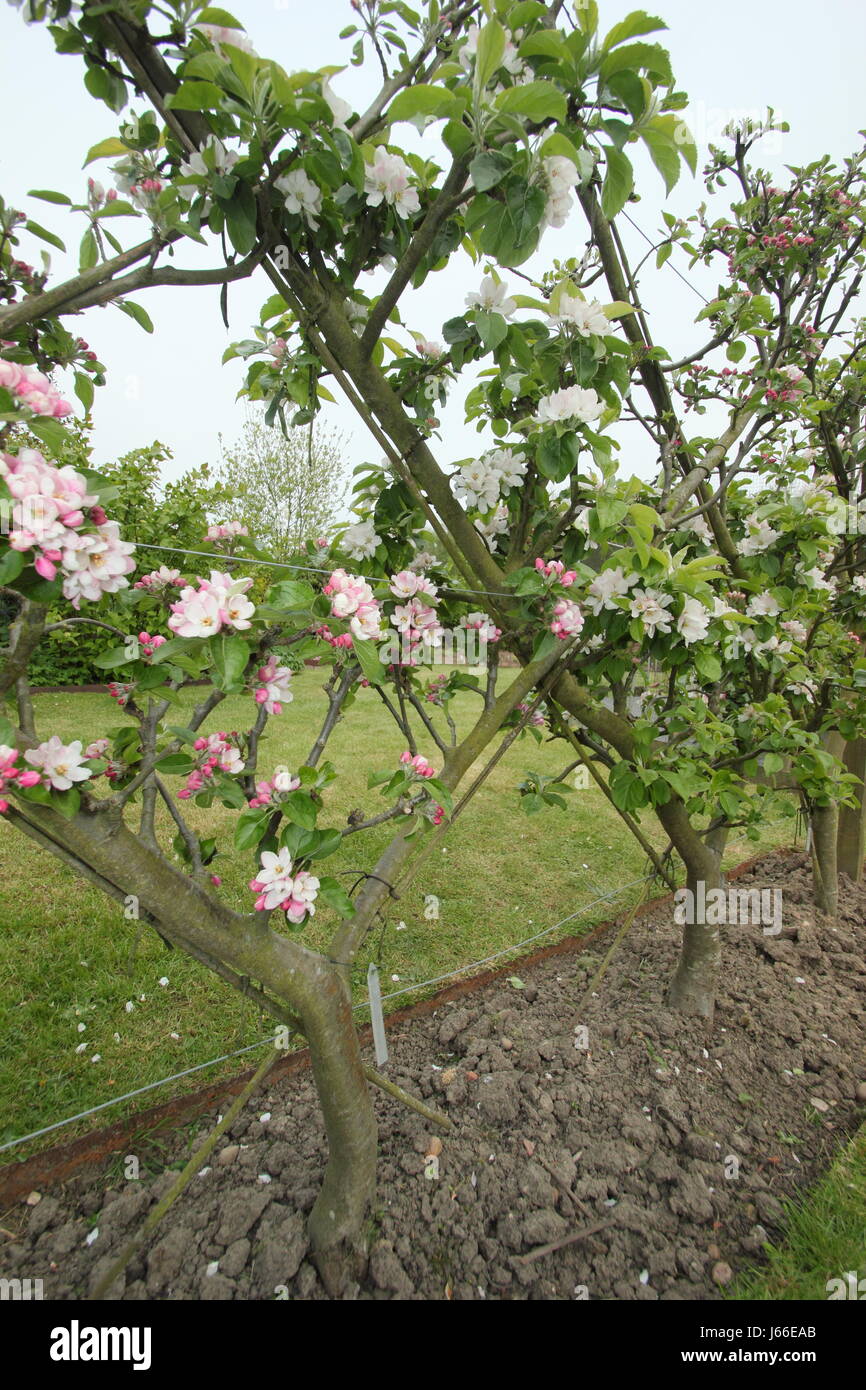 Blossom on apple trees (malus) trained into the 'Belgian Fence ...