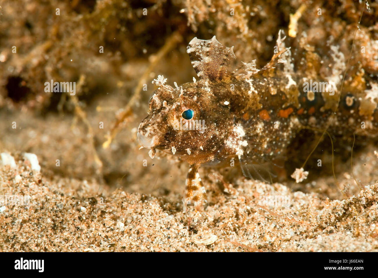 Sabretooth blenny hi-res stock photography and images - Alamy