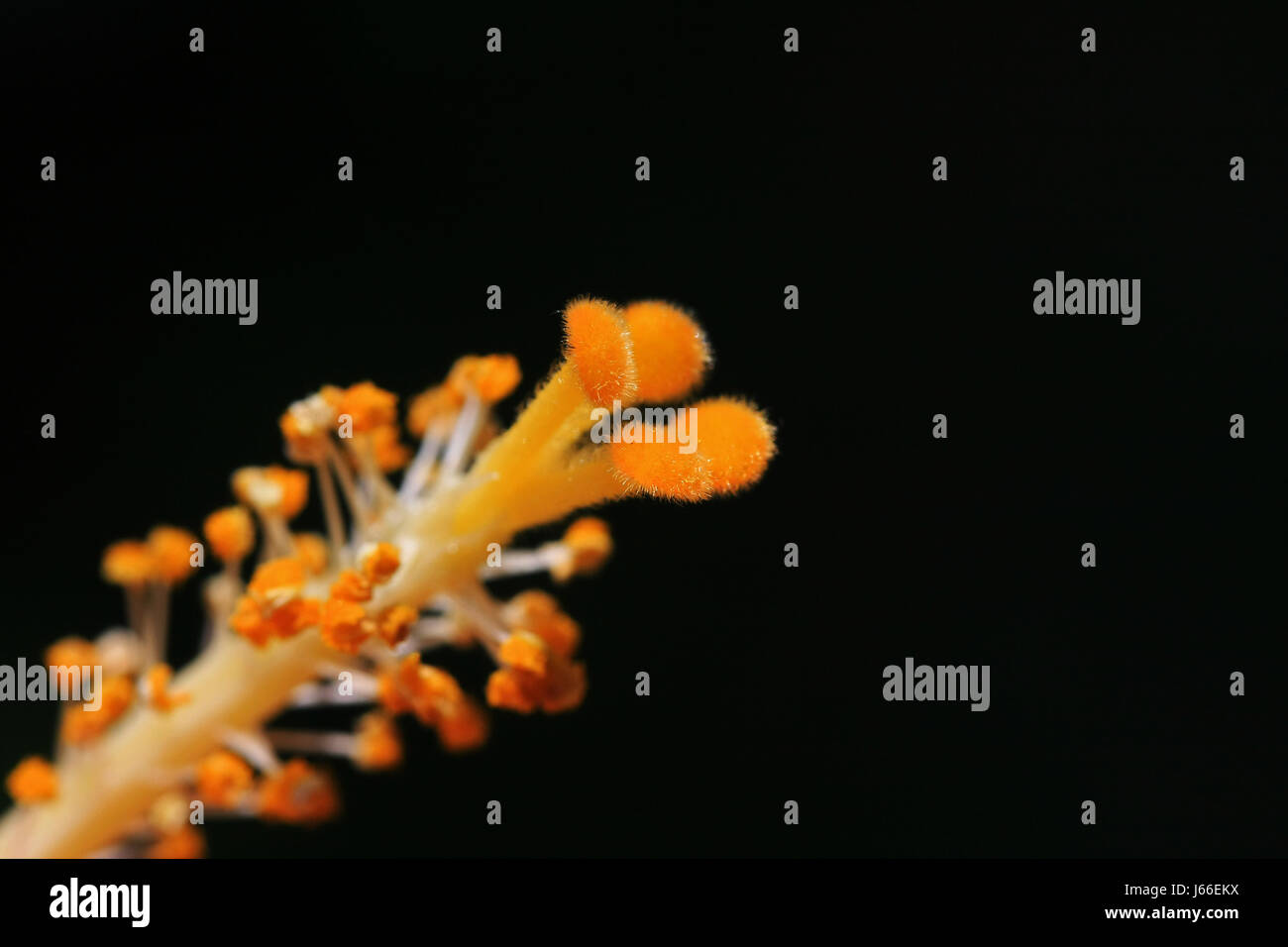 orange bloom blossom flourish flourishing stamp hibiscus stalk stem ...