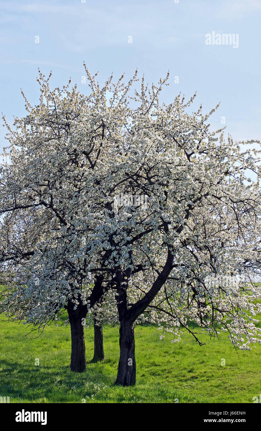 cherry trees in bloom Stock Photo - Alamy