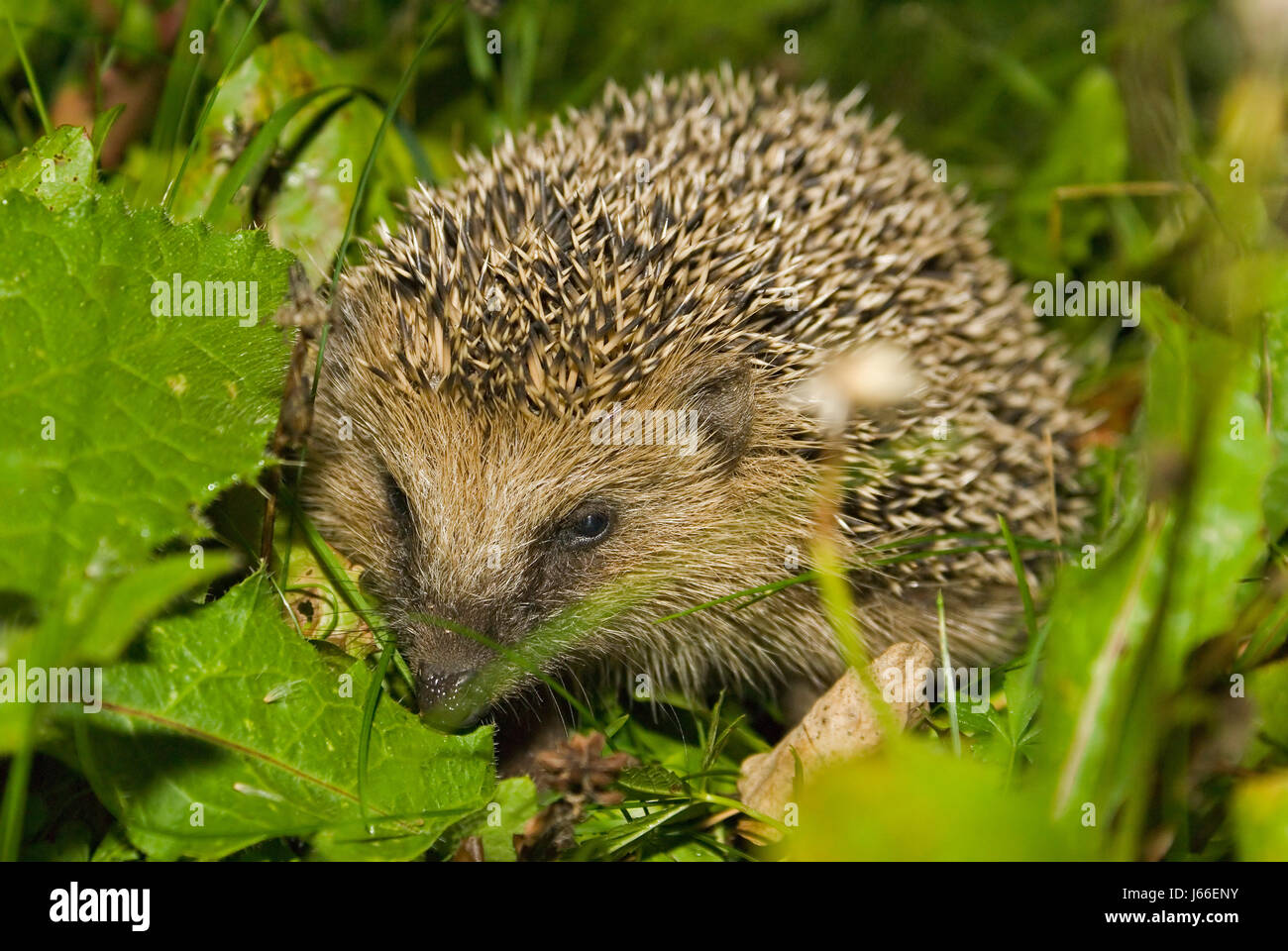 hedgehog animal mammal green fauna hedgehog spiny insectivore ...