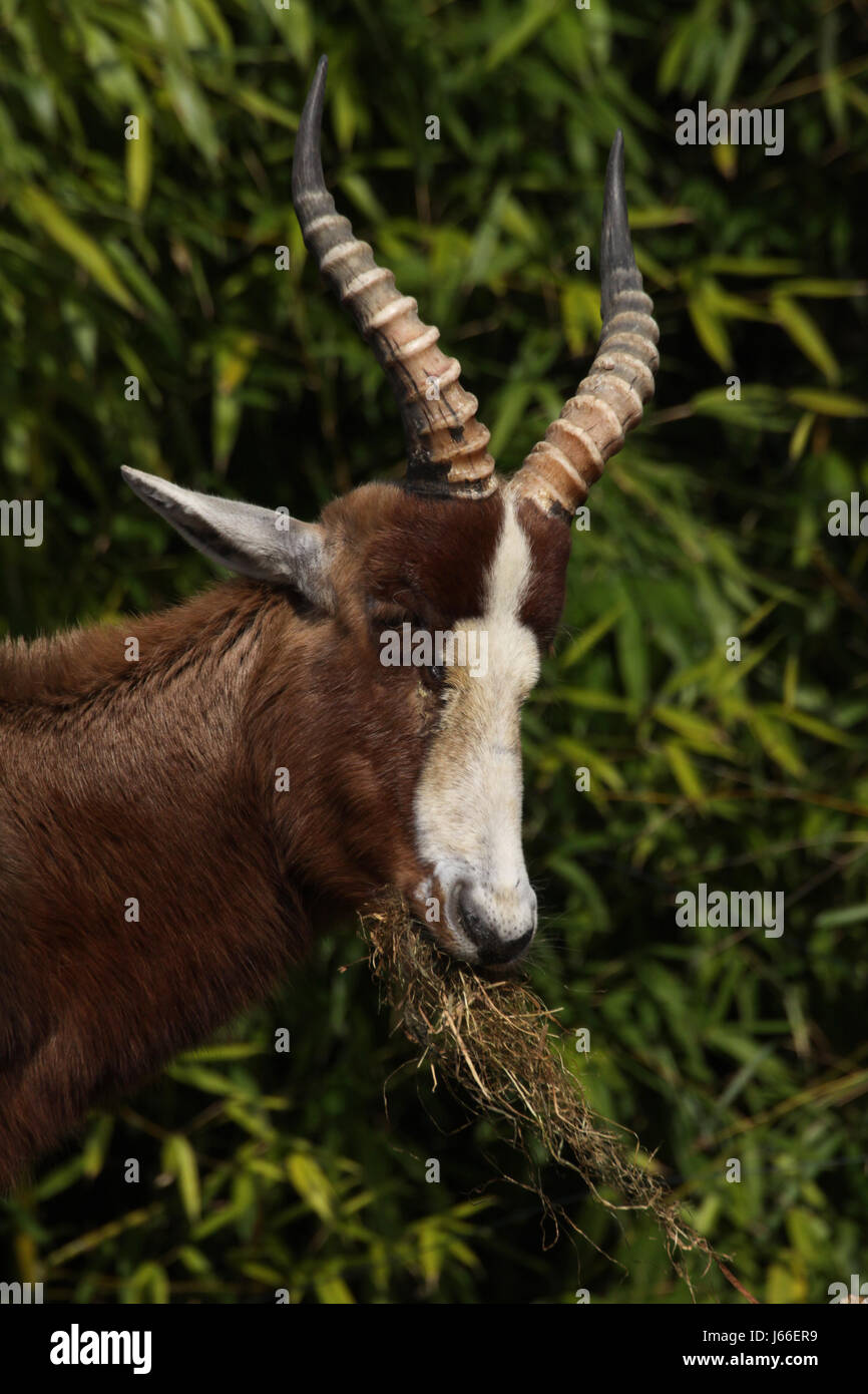 woman antelope woman animal mammal africa cornets antelope african ...