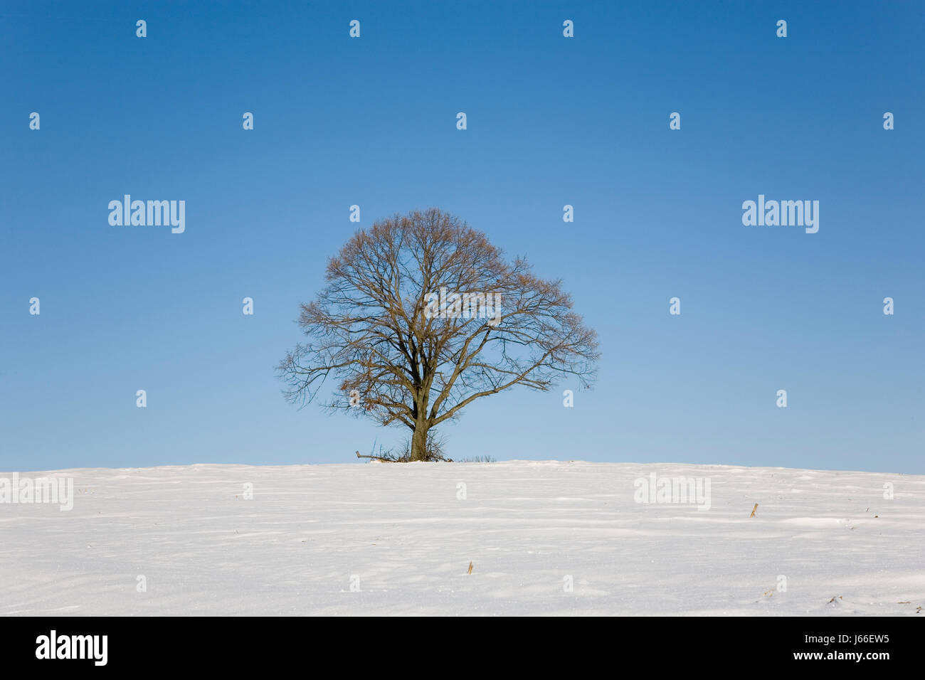 linden tree in winter Stock Photo - Alamy