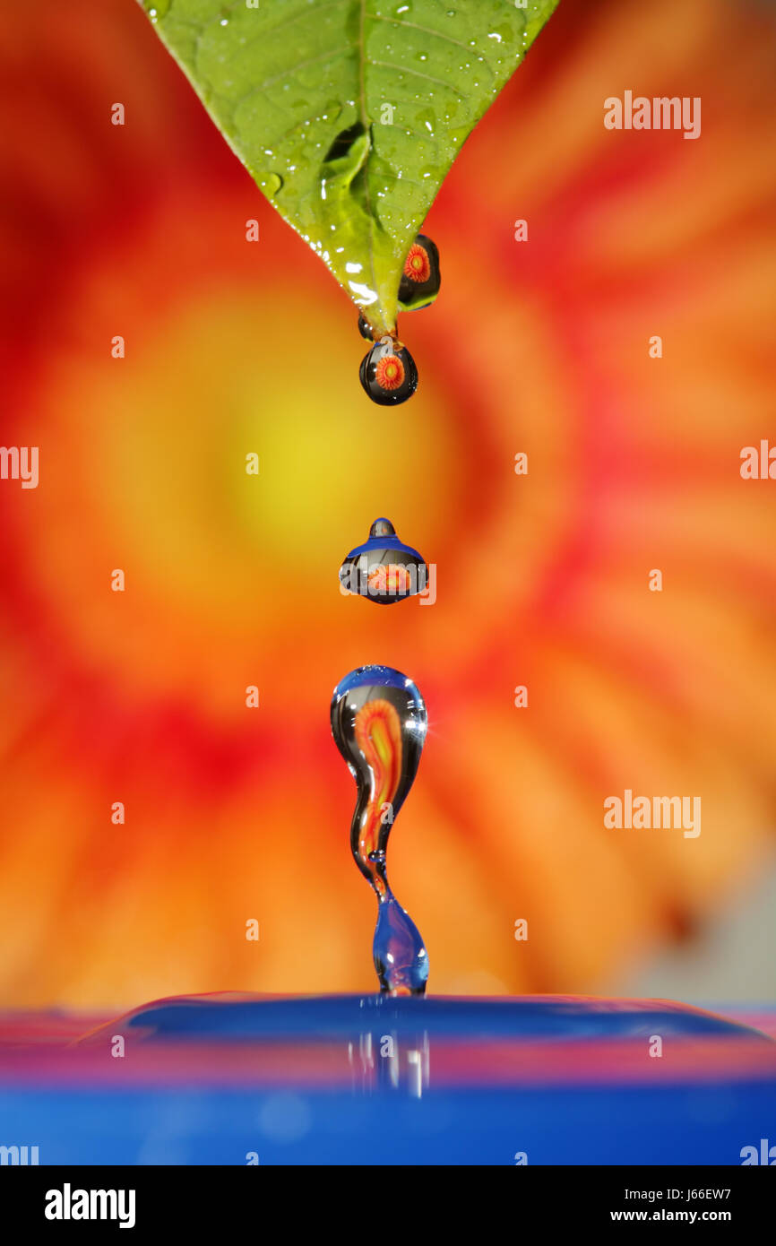 flower plant bloom blossom flourish flourishing dew hand water drop ...