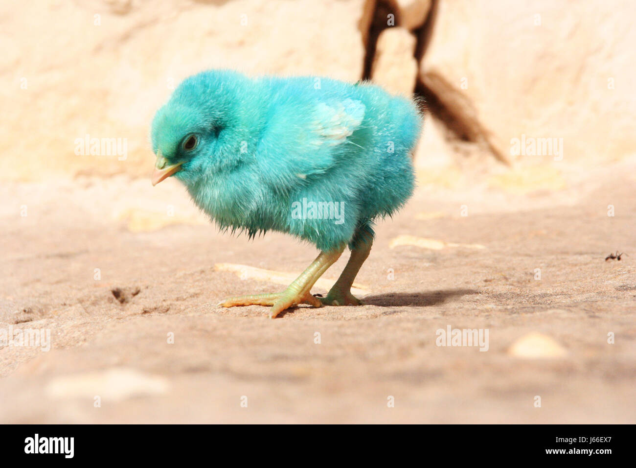 turquoise chick chicken colour colors colours blue stone coloured ...