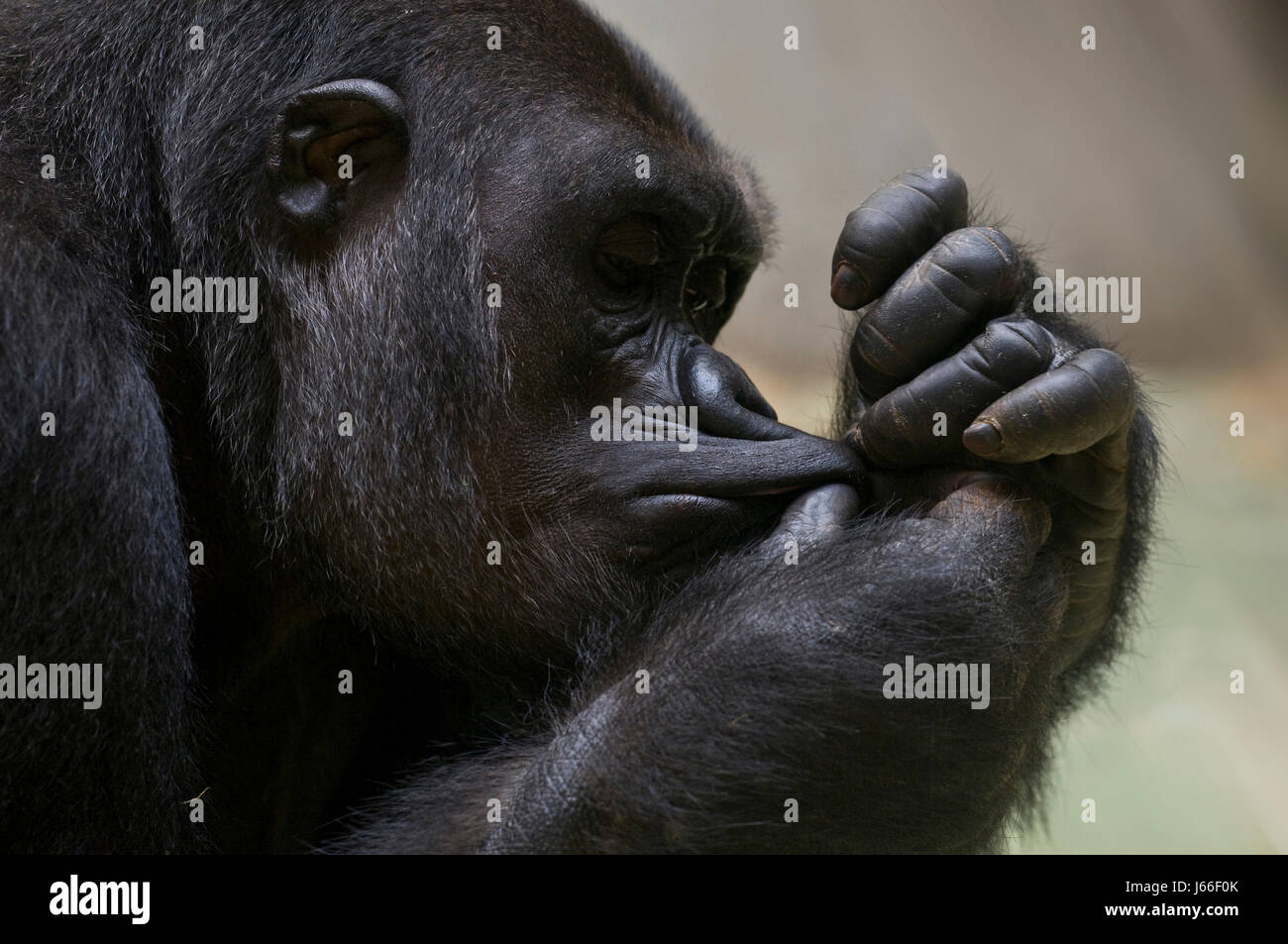 hand africa face monkey gorilla anthropoid lip hand wild africa face ...