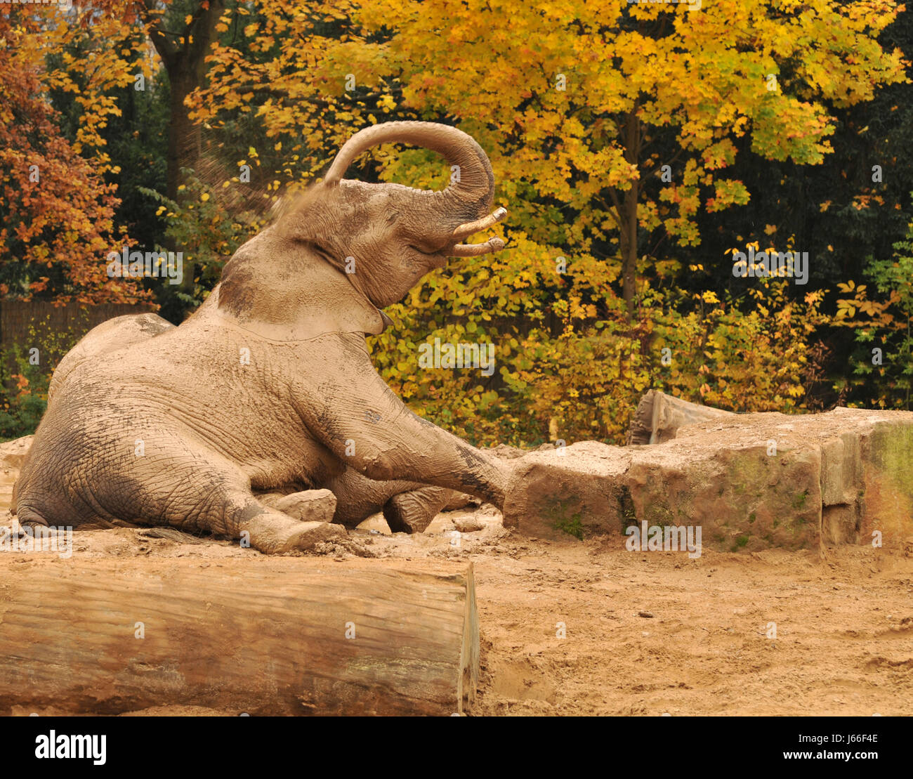 elephant showers jumbo proboscis mud bath game tournament play playing ...