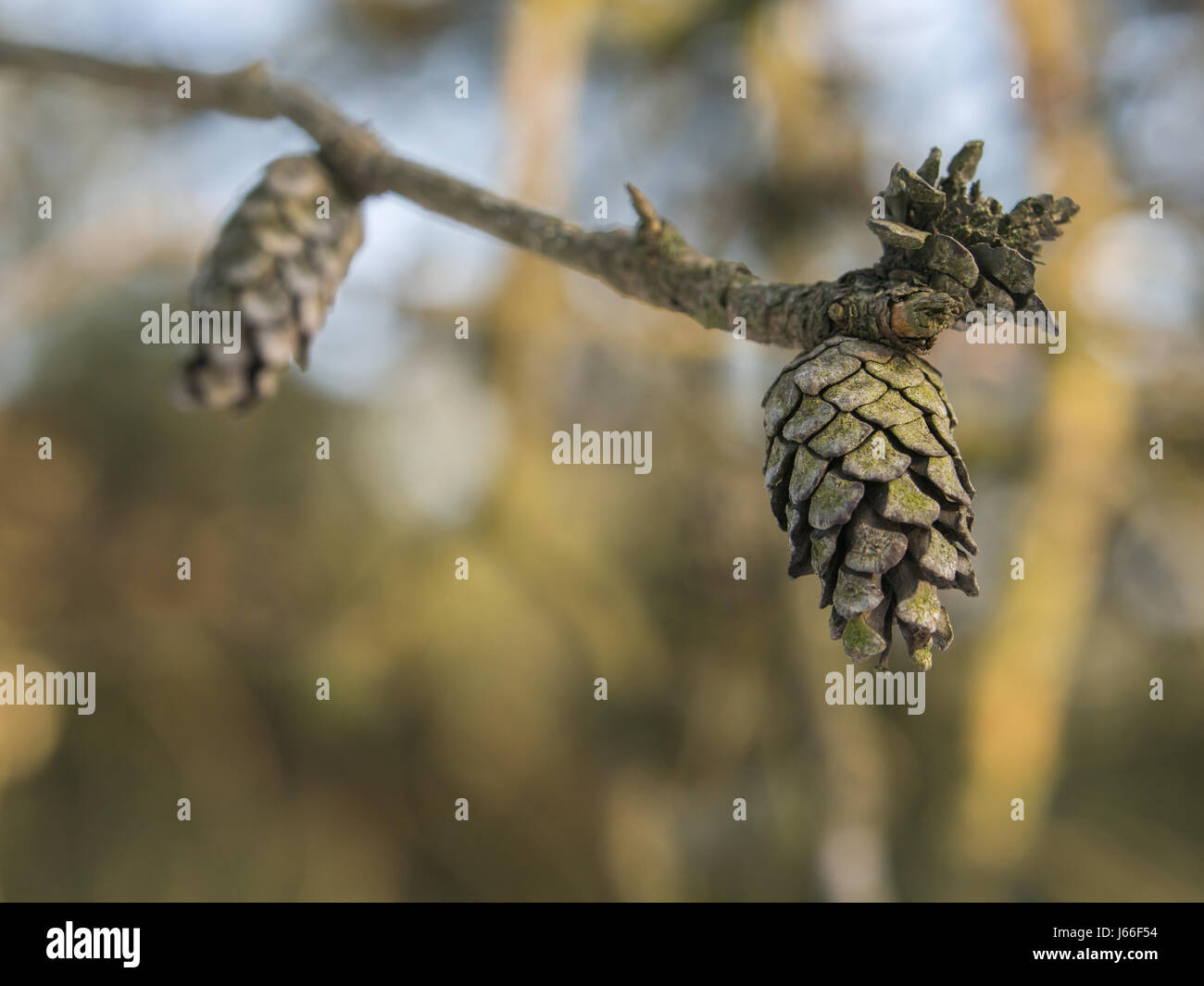 Bald cone hi-res stock photography and images - Alamy