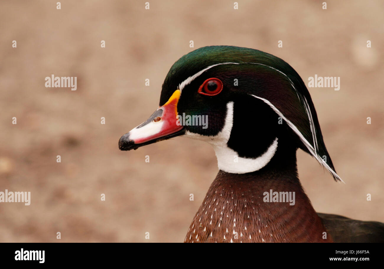 animal portrait duck drake animal bird male masculine coloured ...