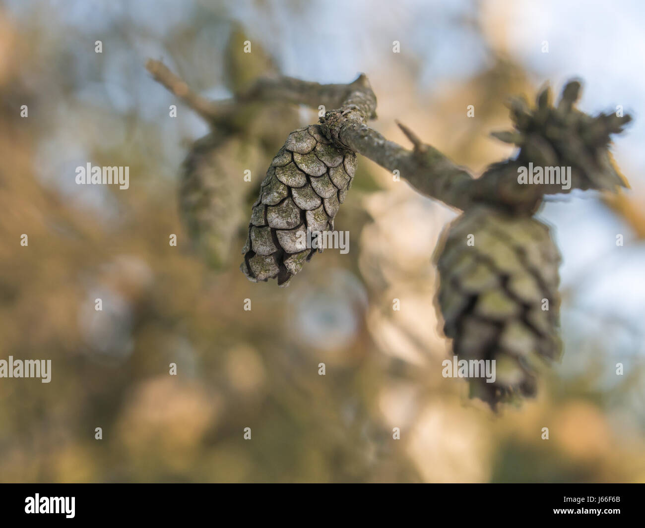 Closed pine cones on a dry branch Stock Photo - Alamy