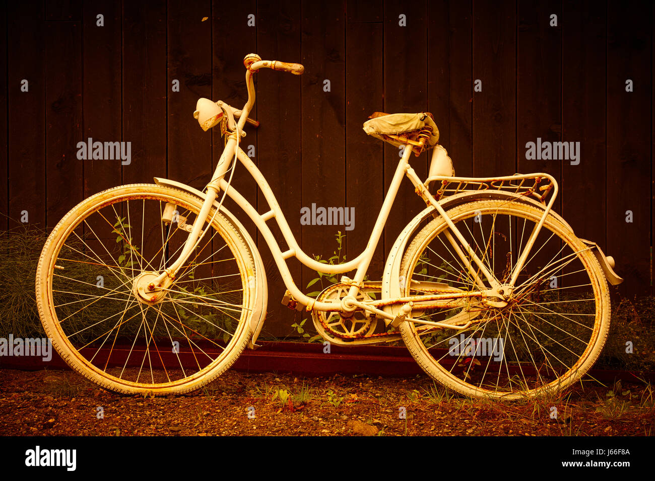 White old rusty bike in warm golden tone. Vintage background ...