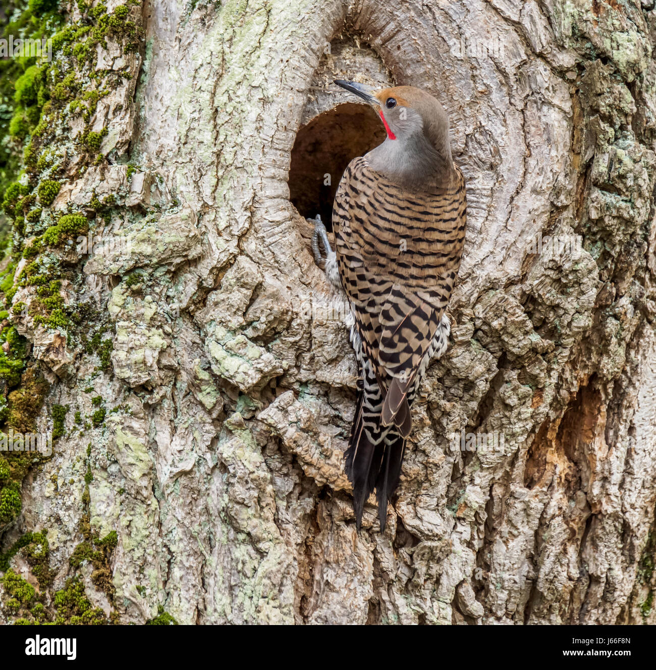 A male Red Shafted Flicker, or Northern Flicker, patiently constructing ...