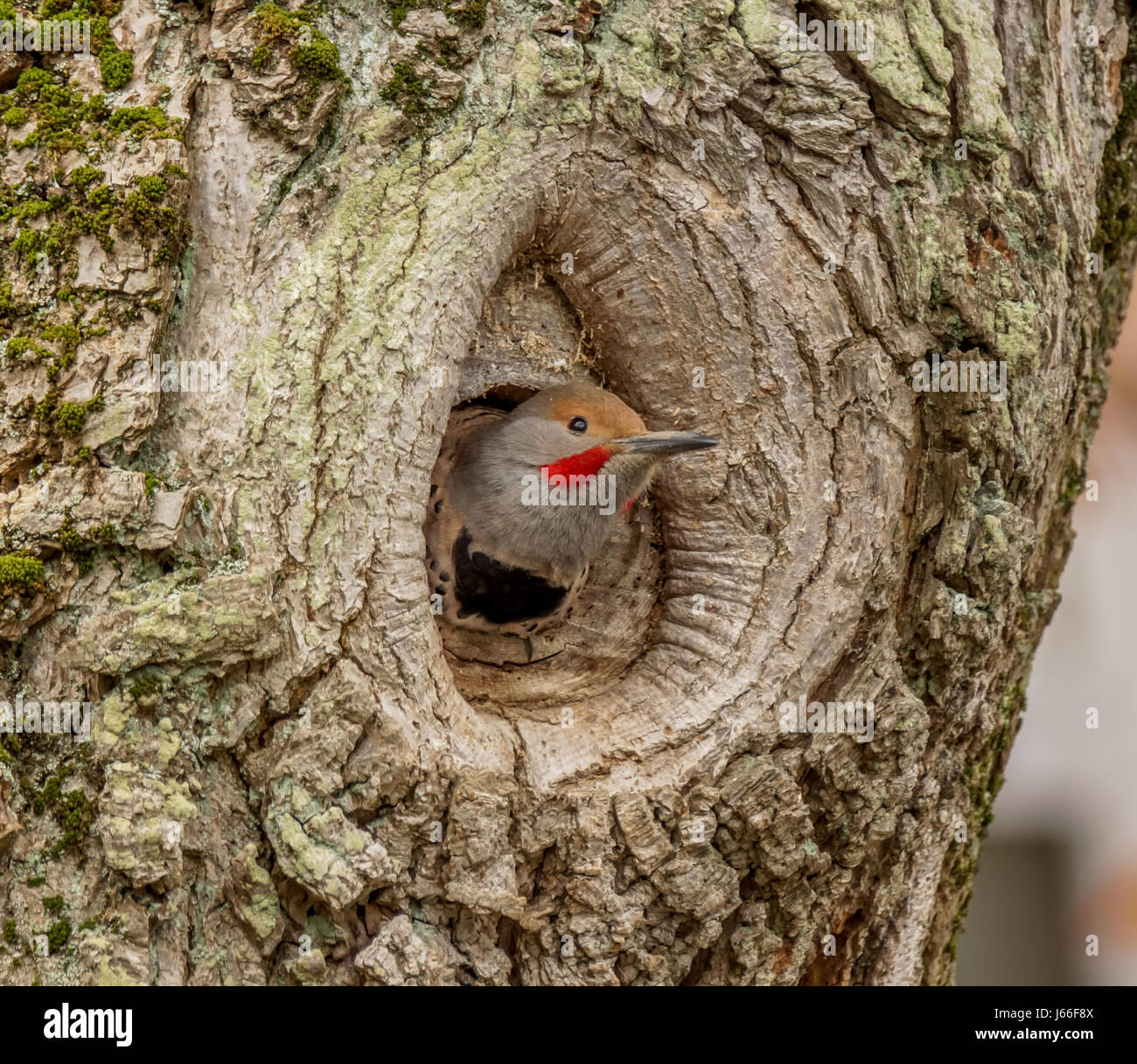 A male Northern Flicker, or Red Shafted Flicker, peeking out from his ...