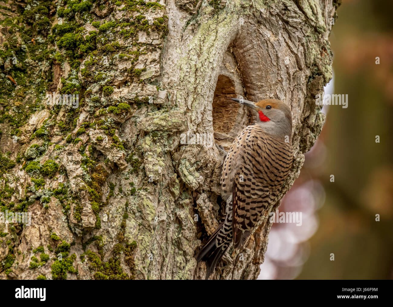 A male Red Shafted Flicker, or Northern Flicker, patiently constructing ...