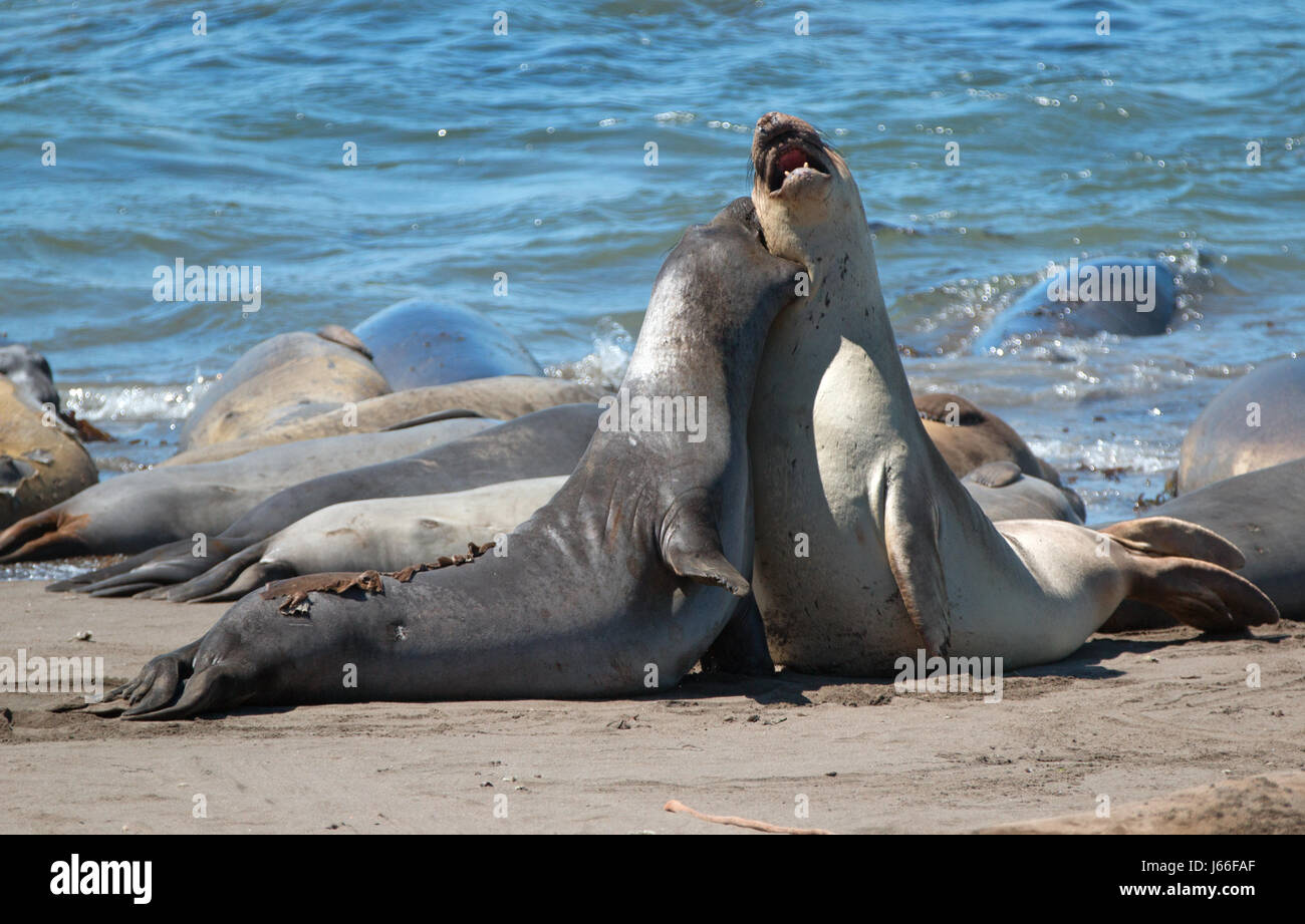 Bull northern elephant seal in ocean hi-res stock photography and ...