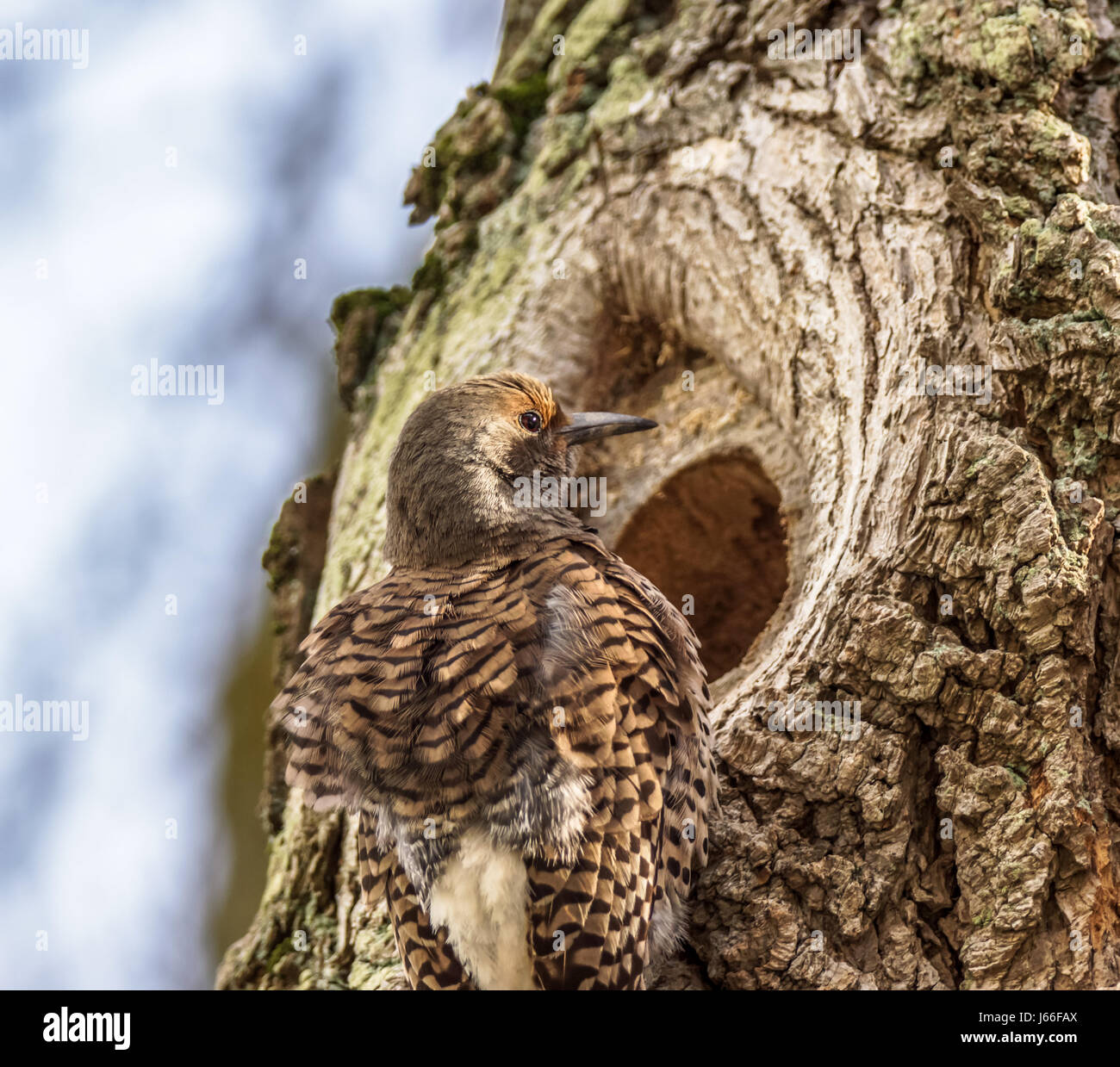 Yellowhammer female nest hi-res stock photography and images - Alamy