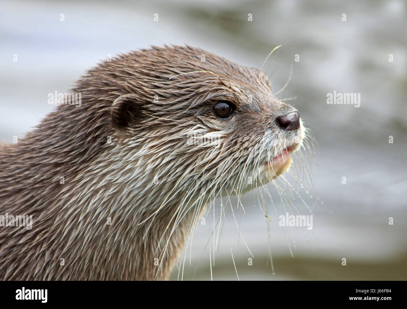 animal eye organ hairs wildlife otter muzzle nature animal animals eye ...